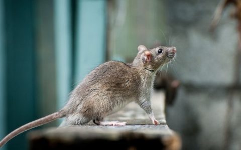 Blog - A Step-By-Step Guide To Keeping Rodents Out Of Your Houston Home