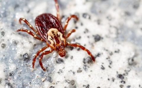 A Guide To Deer Ticks, Brown Dog Ticks & Other Types Of Ticks In Texas