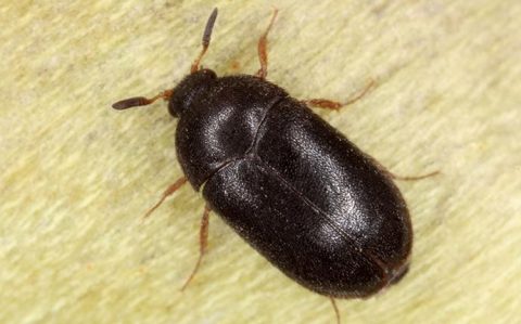 A Pest Guide For Common Pest Problems In Texas