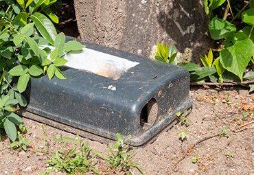 Residential Pest Control Plans & Pricing For Dallas, San Antonio & Houston