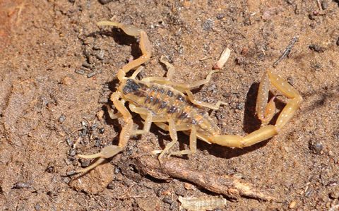 Striped Bark Scorpion Identification & Control Guide For Texas