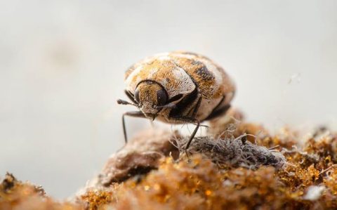 Blog - Houston's Step-By-Step Carpet Beetle Prevention Guide