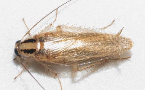 Blog - The Problems That Come with Cockroaches in Your Houston Home