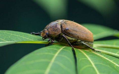 What Do June Bugs Eat? Learn Their Diet, Life Cycle, and How To Stop Them