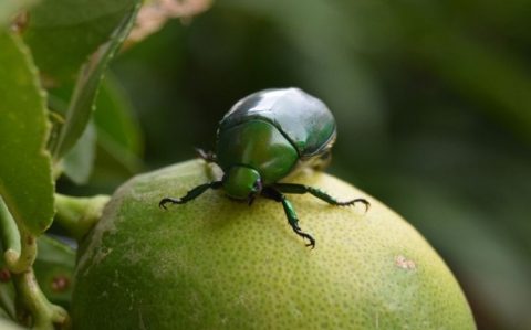 What Do June Bugs Eat? Learn Their Diet, Life Cycle, and How To Stop Them