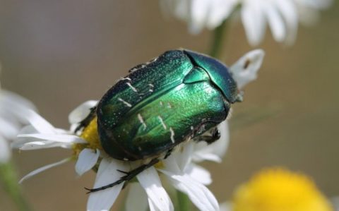 What Do June Bugs Eat? Learn Their Diet, Life Cycle, and How To Stop Them