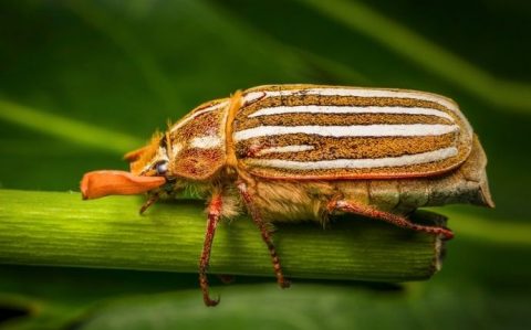 What Do June Bugs Eat? Learn Their Diet, Life Cycle, and How To Stop Them