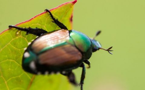 What Do June Bugs Eat? Learn Their Diet, Life Cycle, and How To Stop Them