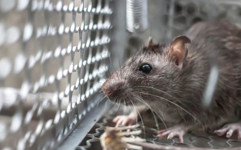 How To Identify Rats in San Antonio: A Guide for Homeowners