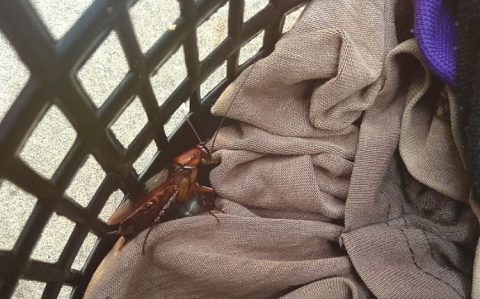 The Top 6 Signs That You Have Cockroaches In Your Dallas Home