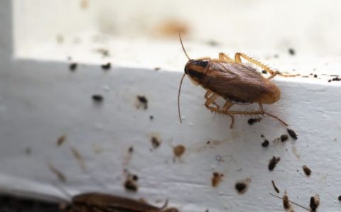 The Top 6 Signs That You Have Cockroaches in Your Dallas Home