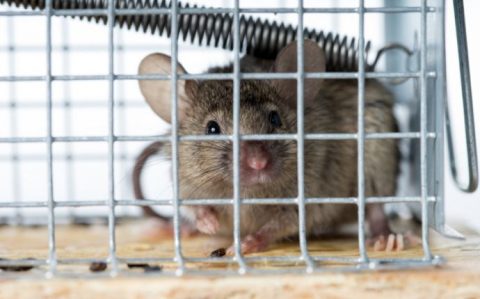 Recognizing the Signs of a Mouse Infestation: How To Find Mouse Nests