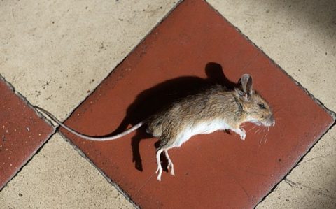 How To Get Rid of Dead Mouse Smell in Your Home