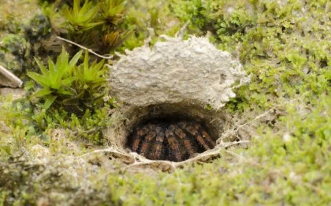 How To Keep Wolf Spiders Away: Protecting Your Home From These Pests