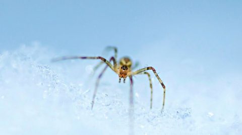 What Happens to Spiders in the Winter? Learn How These Pests Survive