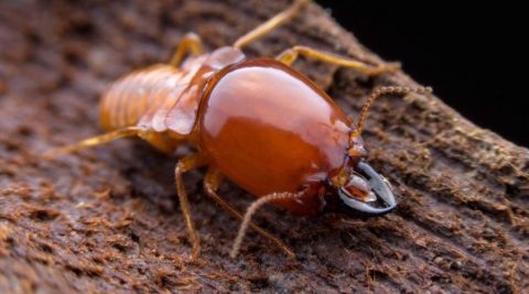 How To Get Rid of Termites Without Tenting: All the Methods You Should Know
