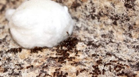 Using Boric Acid To Control Fire Ants In Dallas - Affordable, Effective ...