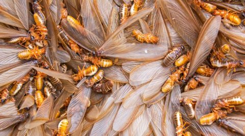 How to Get Rid of Flying Termites for Dallas Homeowners