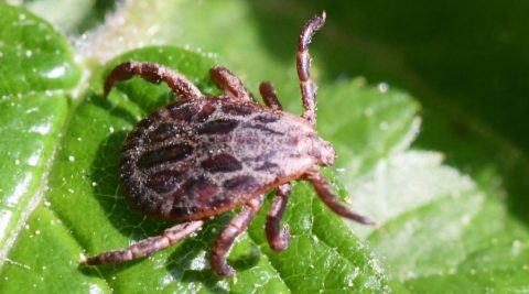 How Long Do Ticks Live? - Affordable, Effective Pest Control In DFW ...