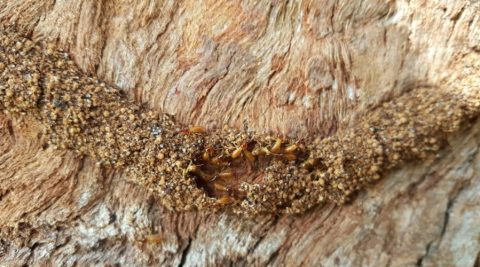 Why Regular Termite Inspections are Essential for Dallas Residents ...