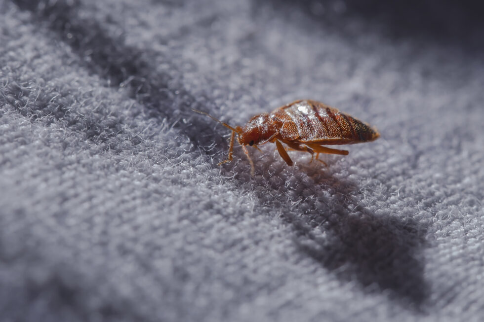 5 Nocturnal Pests That Will Keep You Up At Night