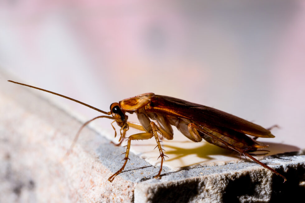5 Nocturnal Pests That Will Keep You Up At Night