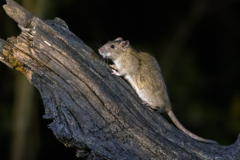 5 Nocturnal Pests That Will Keep You Up At Night