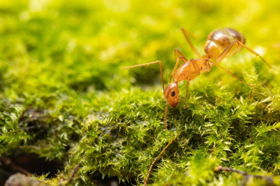6 Of The Most Common Texas Ants