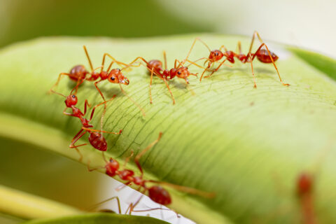 6 Of The Most Common Texas Ants