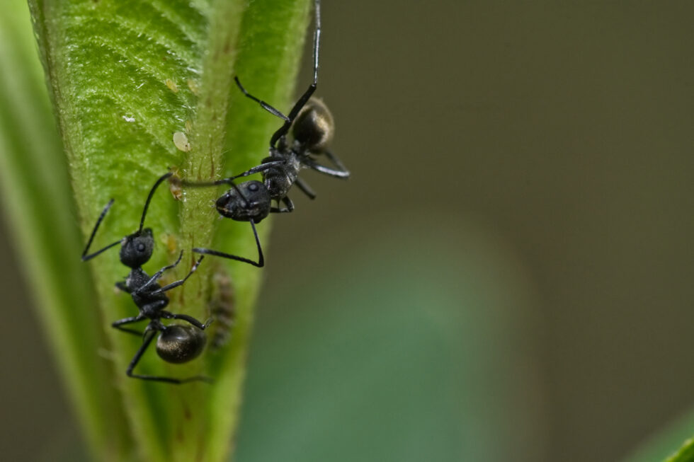 6 Of The Most Common Texas Ants