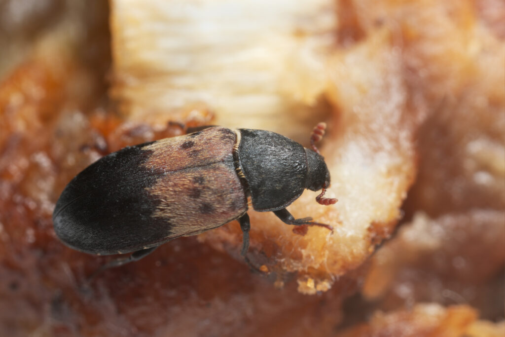 What’s The Deal With Larder Beetles? - Affordable, Effective Pest ...