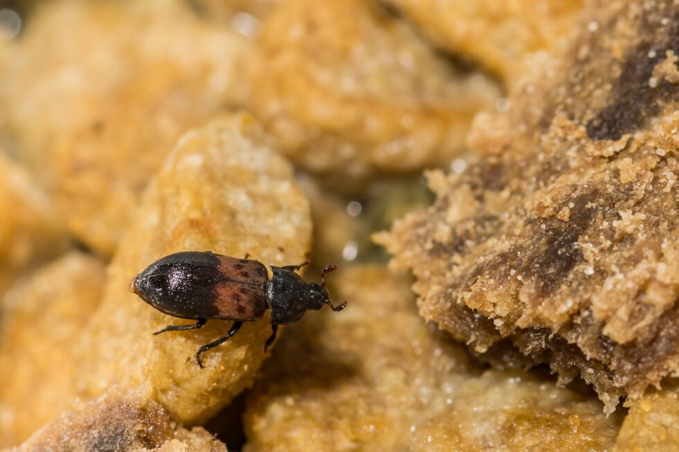 What’s The Deal With Larder Beetles?