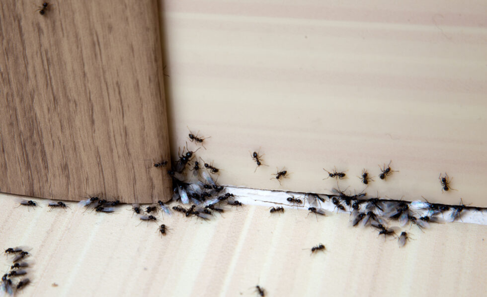 5 Office Pests That Ruin Your Work Flow