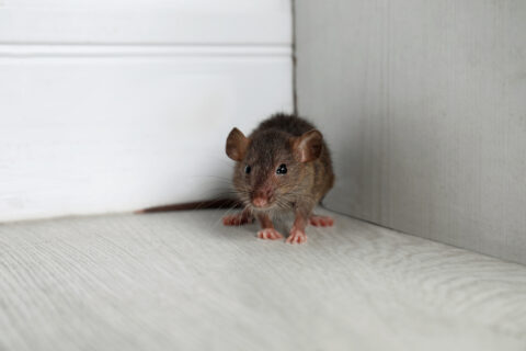 5 Office Pests That Ruin Your Work Flow